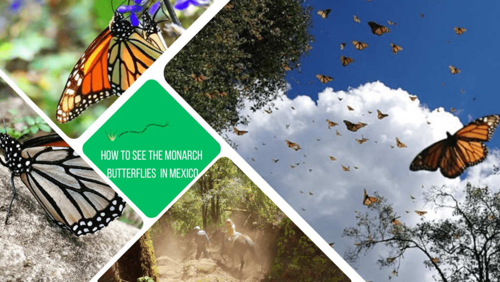 How to see the monarch butterflies in Mexico: 2025-2026 migration